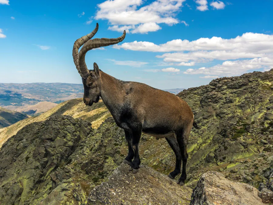 20 Animals Image Quiz with Answers (Identification Quiz)